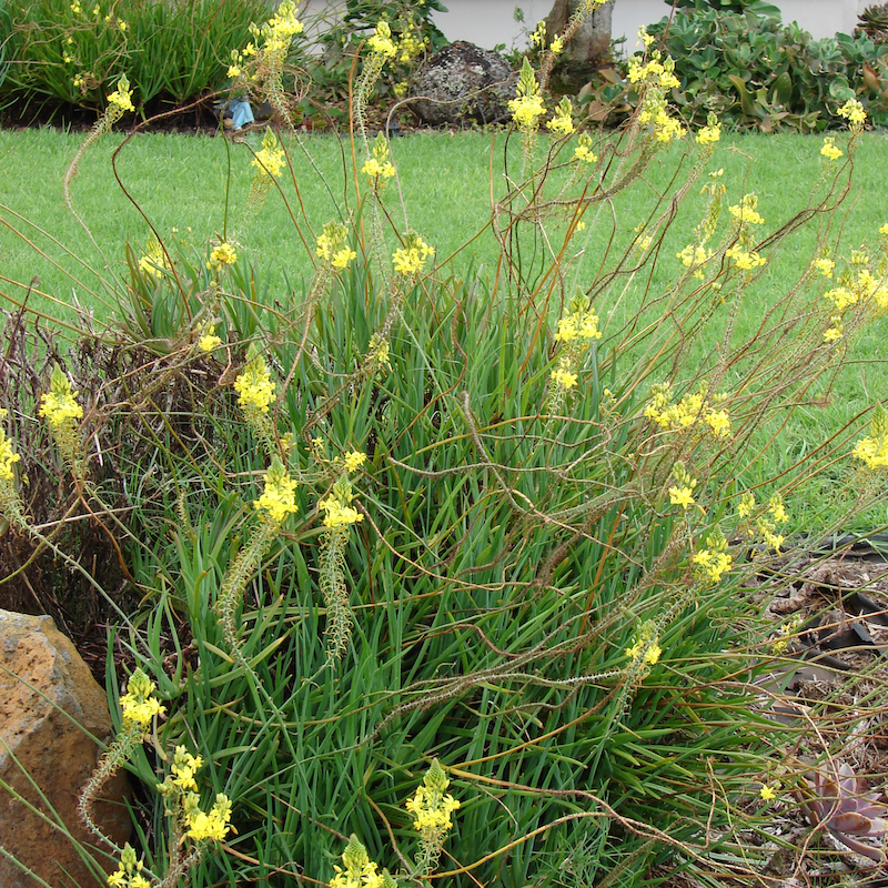 Bulbine frutescens - Bulbine jaune vivace pour jardin sec